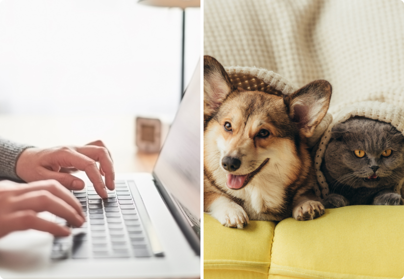 New Clients – PetSmart Veterinarian Services