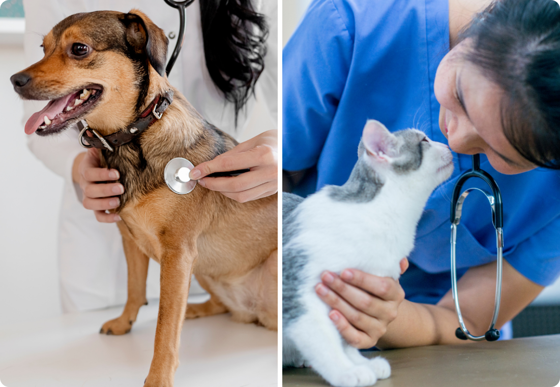 Services – PetSmart Veterinarian Services